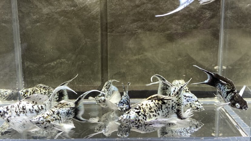 Molly Platinum Zebra Balloon Lyretail Blue &blk eyes JUVENILE live fish ...