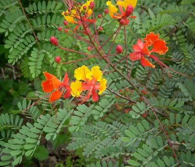 LIVE PLANT 3ft LIVE PLANT 3ft Caesalpinia granadillo tree Bridalveil ...