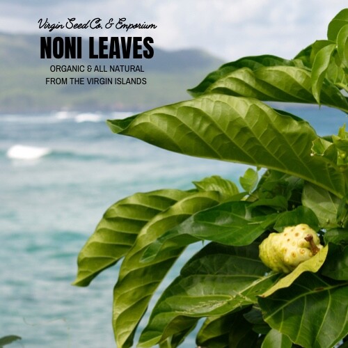 1 oz Real Noni Sun Dried Leaf Herbal Tea 100% Organic Anti AGING WOMEN ...