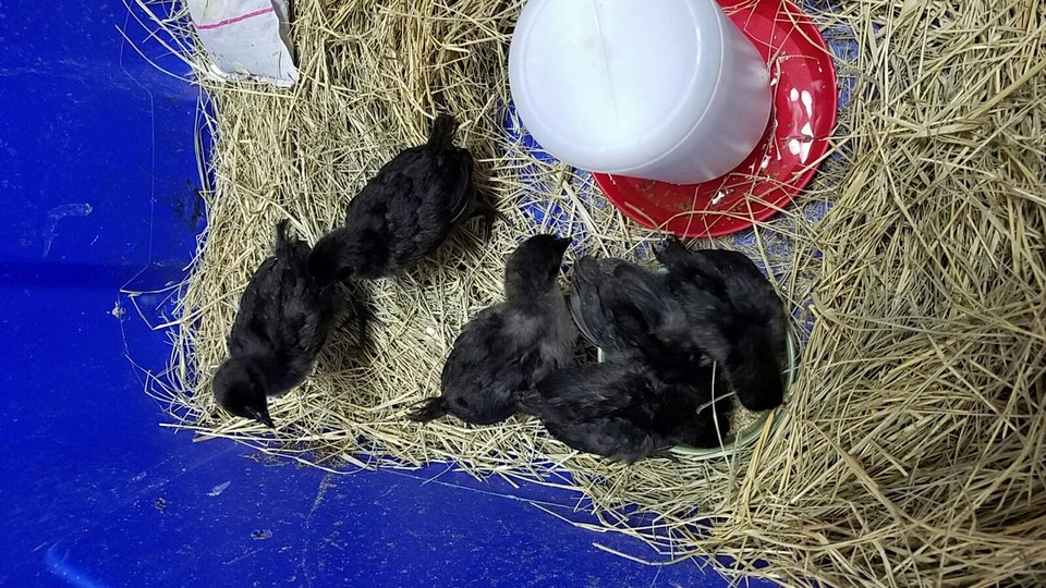 6 Pure Breed Black Fertile Hatching Egg Totally Black Exotic Rare Breed ...