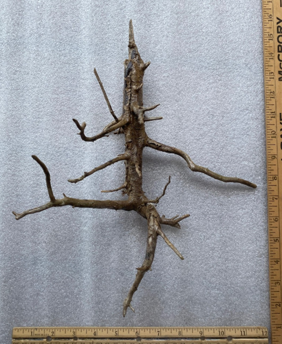 Root Ball Taxidermy Beaver Chewed Chew Wood Log Decor Wild, Natural ...