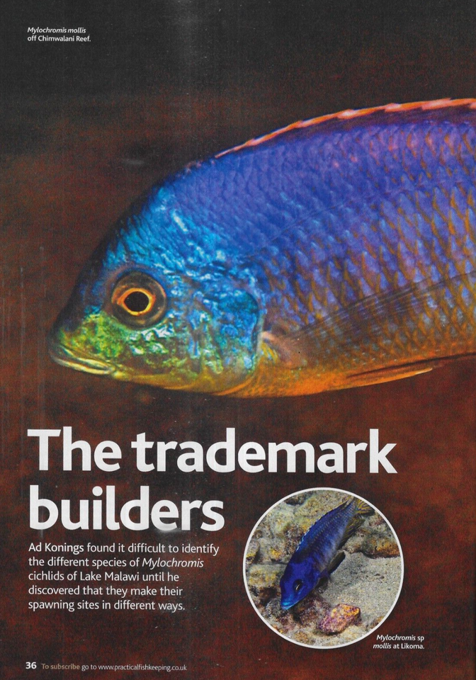 Practical Fishkeeping Magazine Rams Rockpooling Fish Tanks Native ...