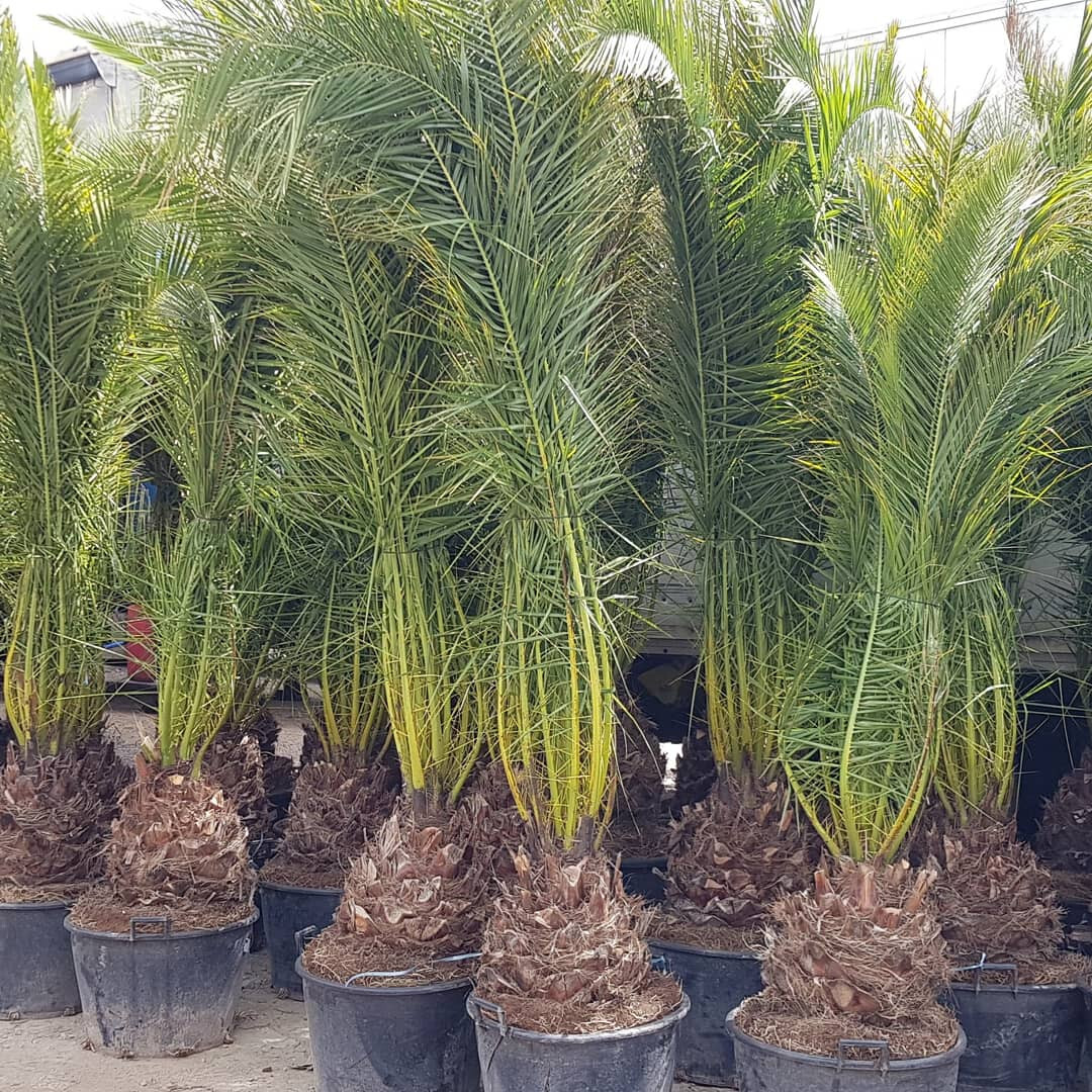 Palme Phoenix Canariensis HÖHE 3 Meter Winterhart -12 Grad Spitzen ...