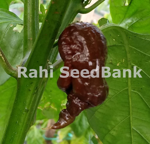 7 Pod, Pot Primo Chocolate Chilli - One of the Most Rare & Hottest in ...