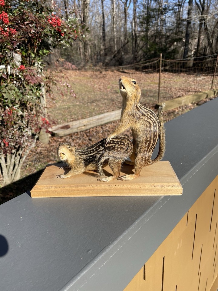 Taxidermy Nice Sexy, pair, of Breeding Thirteen-lined Ground Squirrels ...