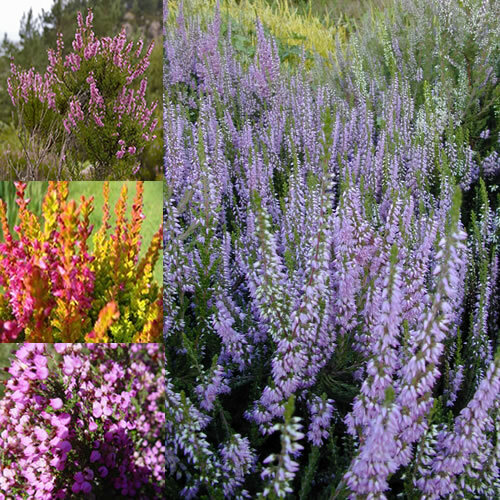 3 X MIXED HEATHERS CALLUNA & ERICA VARIETIES COLOURFUL LARGE FLOWERING ...