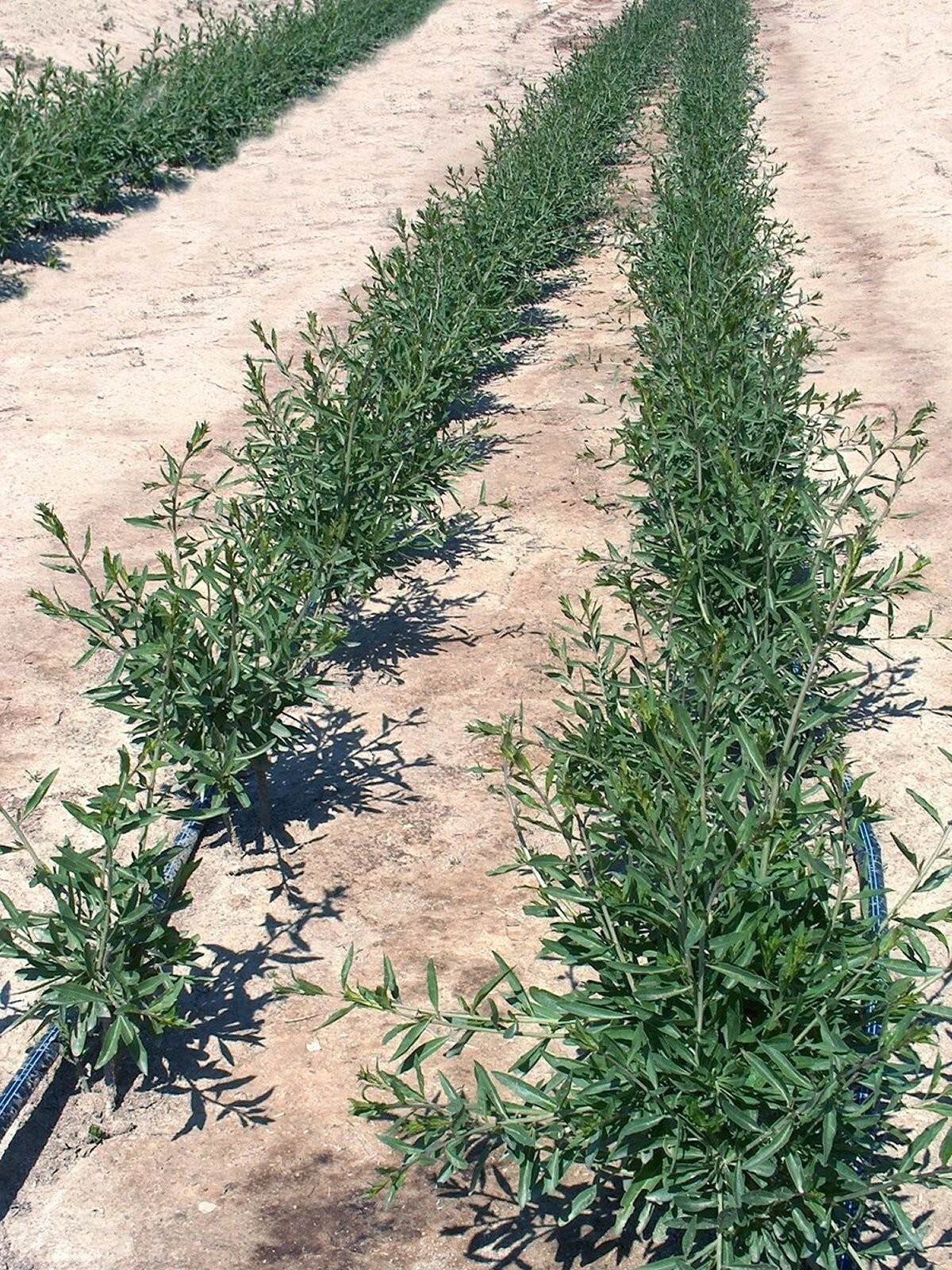 T179D Lot 20 Goji Berry Fresh Cuttings From Mature Plant Will Flower ...