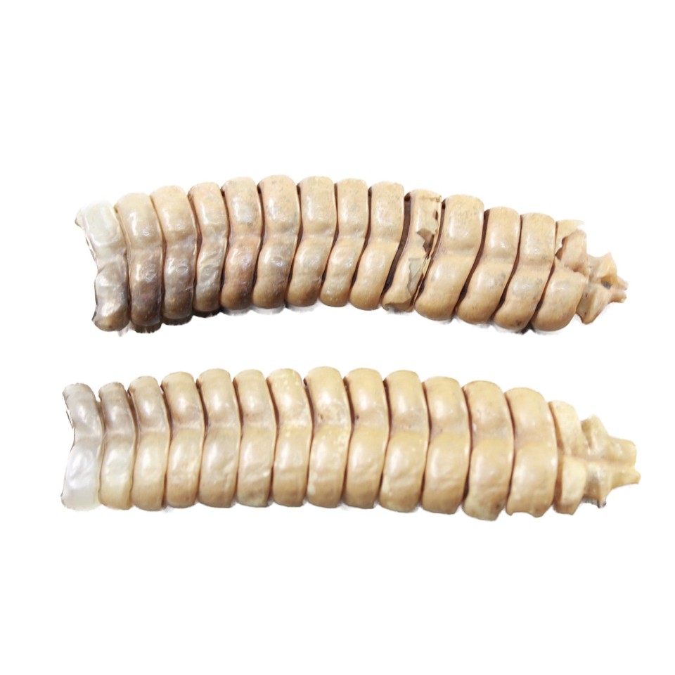 2 Extra Extra Large Rattlesnake Rattles #7550 Taxidermy Diamondback ...