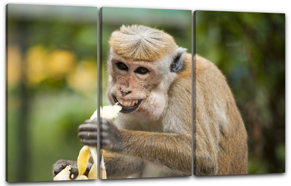 Wandbild Süßer Affe cute monkey sweet Tier-Bilder Afrika Natur Wild ...
