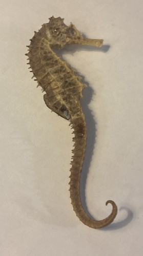 Real Natural Dried SEAHORSE Sea Horse Hippocampus Erectus Skeleton ...