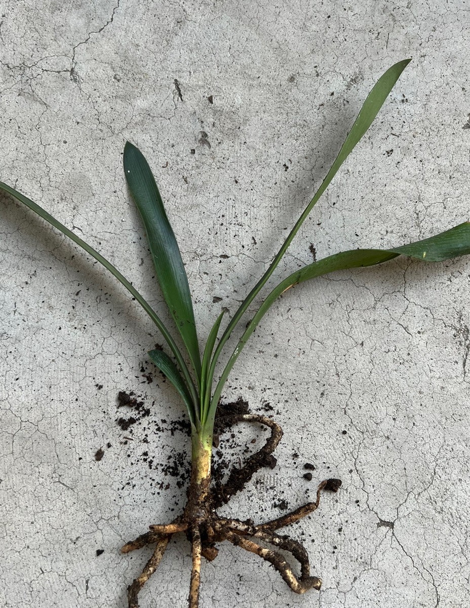 Yellow Root Plant Identification Chinese Goldthread Coptis Chinensis