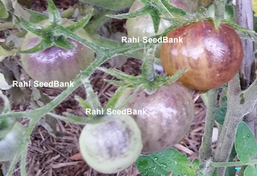 Bing Cherry Tomato - A Marbled Blue-red Fruits that Almost Glow! - 10 ...