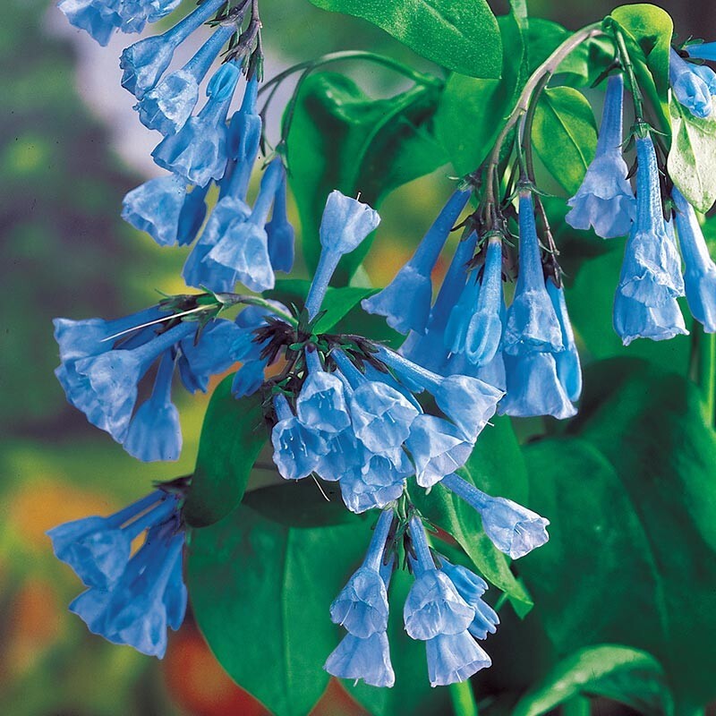 12 Virginia Blue Bell root systems, convallaria majalis, bell shaped ...