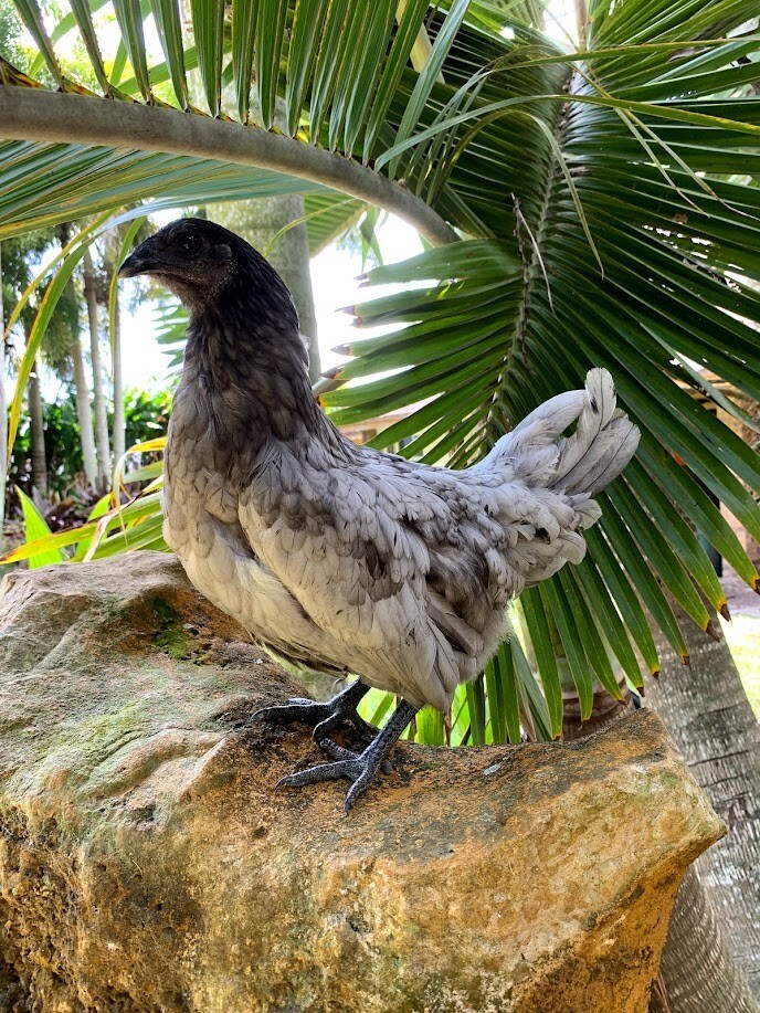 (6) Fibro Olive Egger Hatching Eggs - Unique Fibro Ameraucana x Marans ...