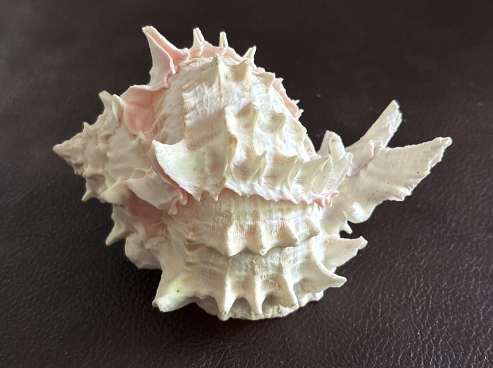 5.2" Natural Murex Conch Seashell Rare Natural Pink White Ocean Sea ...