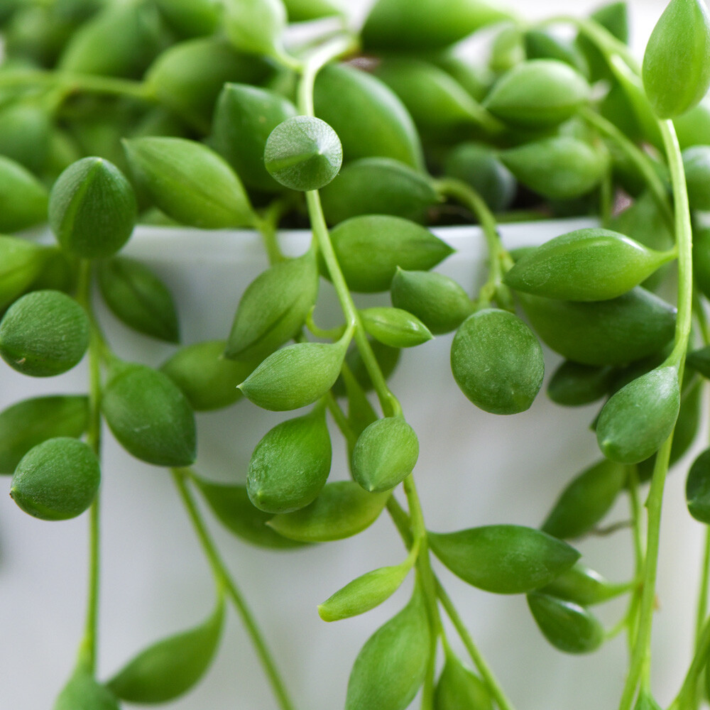 T&M String of Teardrops Senecio Houseplants Trailing Tender Perennial ...