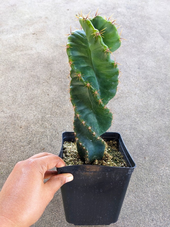 Spiral Cactus, Tornado Cactus, Cereus Forbesii Spiralis Twisted Cactus ...