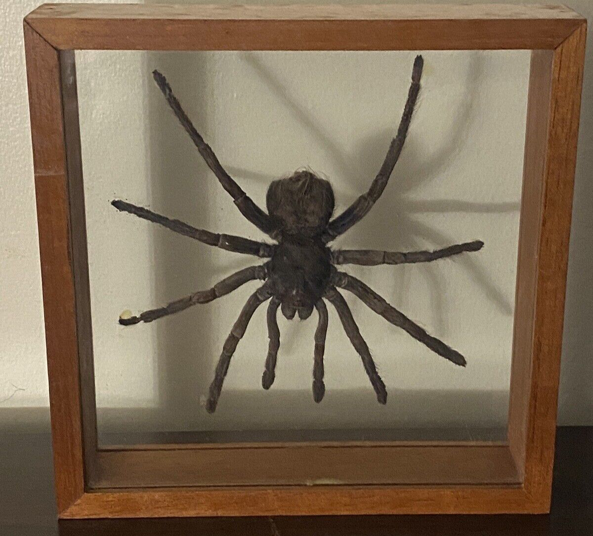 Real Tarantula (Grammostola pulchra) Taxidermy - Mounted, In Glass ...
