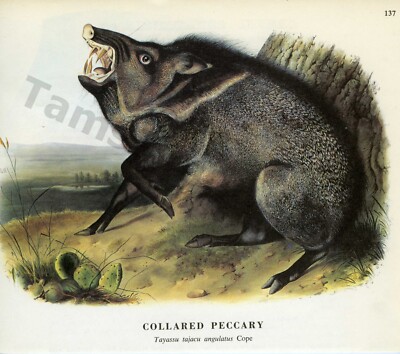 1968 James & Woodhouse Audubon COLLARED PECCARY Cope Book Page Art ...