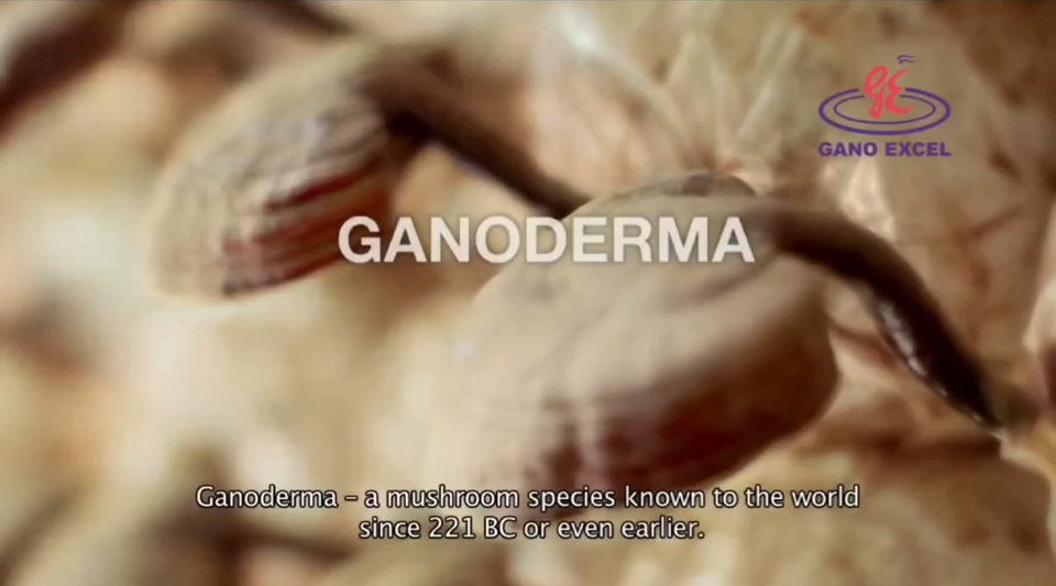 5 x Gano Excel Classic Cafe Coffee Ganoderma Lucidum No Sugar FAST ...