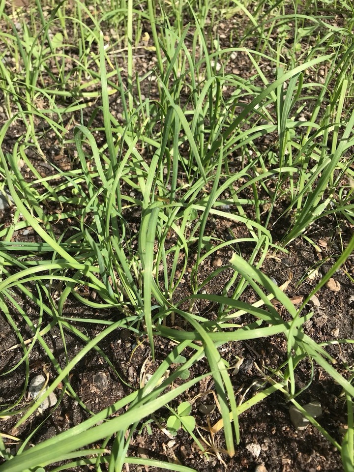 15 Fresh Garlic Chinese Chives 韭菜根Bare Roots Live Plants | eBay
