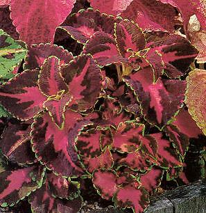 Coleus Super Rainbow Festive Dance 500 seeds | eBay
