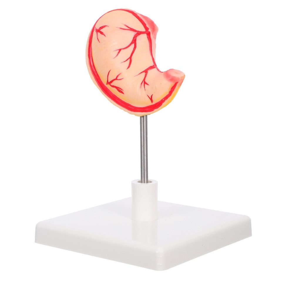 Stomach Study Model Science Education Medical Human Organ Models | eBay