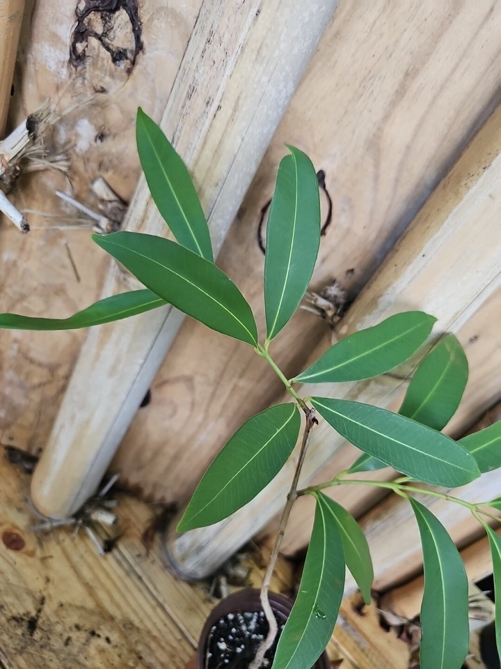 JAMUN JAMBUL FRUIT TREE Syzygium cumini INDIAN WAX APPLE Java plum live ...