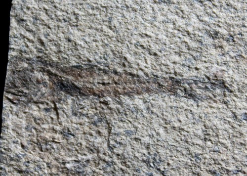 Eomyctophum koraensis - Rare endemite Deep-water fossil fish | eBay