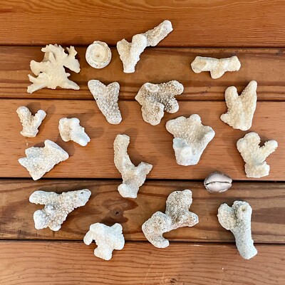 Sea Tumbled Coral From The Florida West Coast Belleair Beach 16 Pieces ...