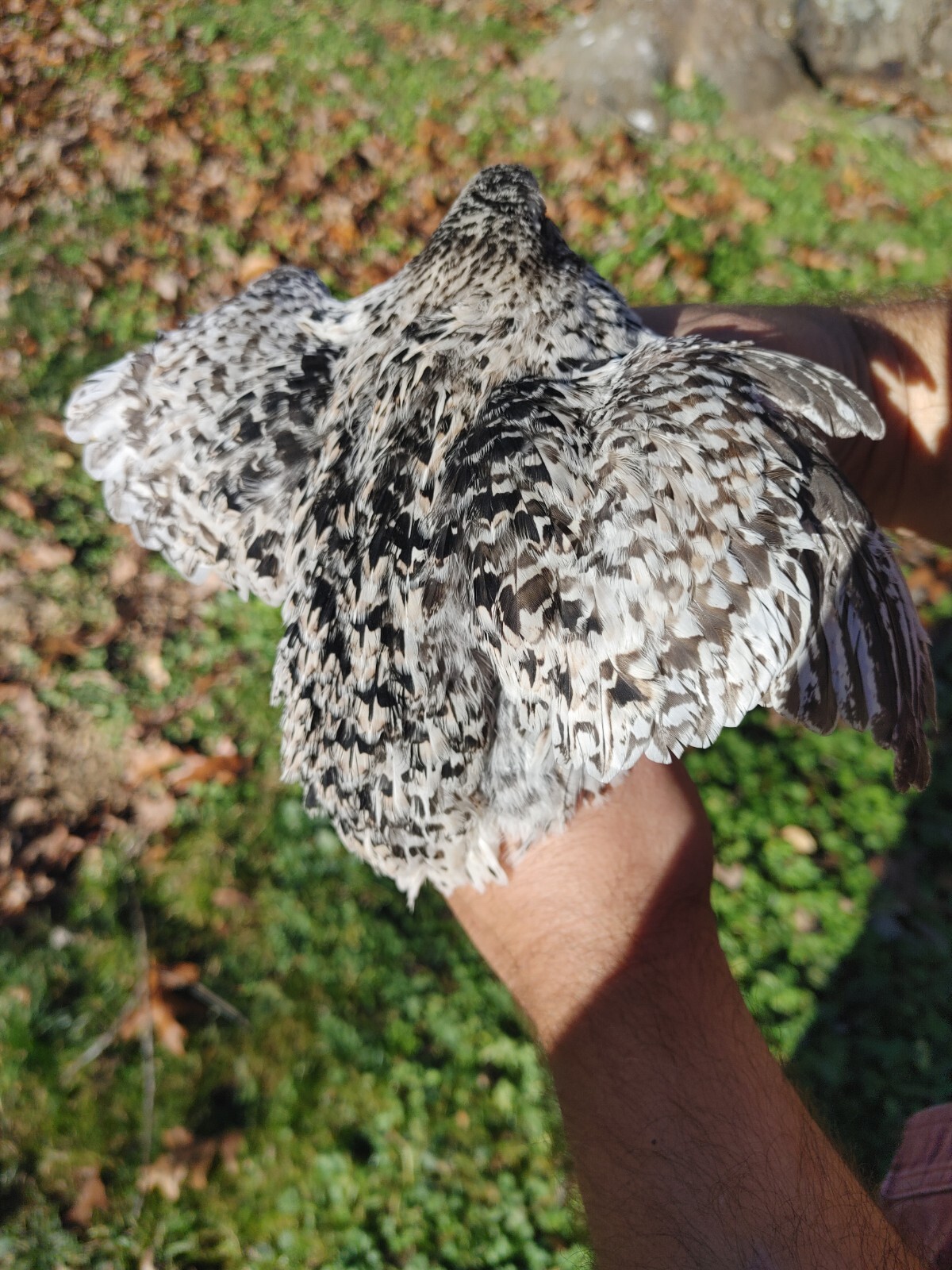 TOP GENETICS!! Pearl / Fee / Sparkly Quail Hatching Eggs 12 Ct | eBay