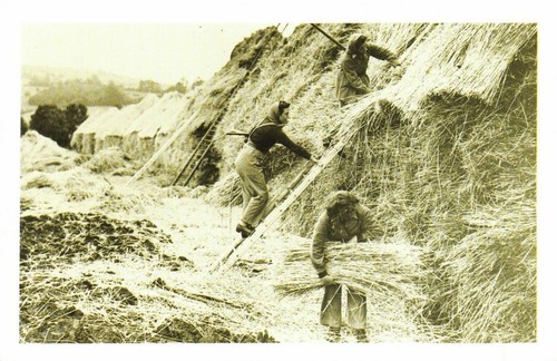 Nostalgie Carte Postale WW2 1943 Land Filles Chaume Ricks Reproduction ...