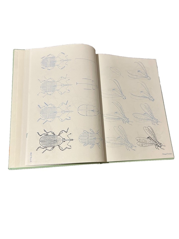 Draw 50 Creepy Crawlies: The Step-By-Step Way to Draw Bugs, Slugs by ...
