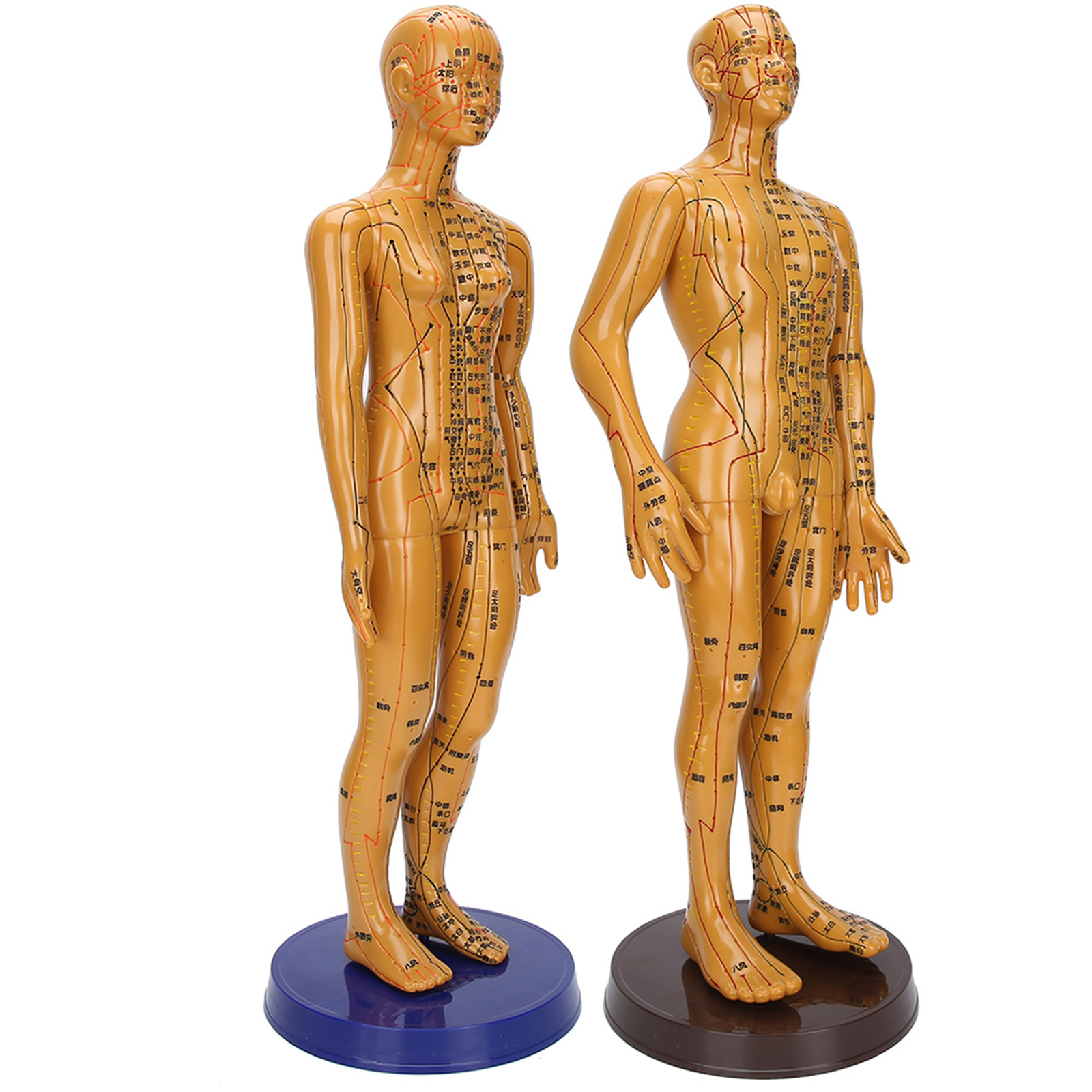 Female Male Human Body Acupuncture Model Copper Color Meridians ...