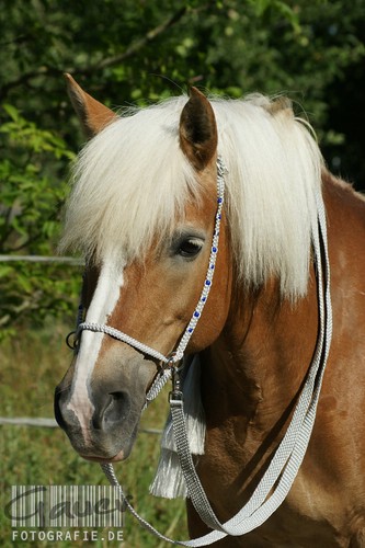 Haflinger Western Zaum Gebisslos in silbergrau mit blauen Pony-Perlen ...