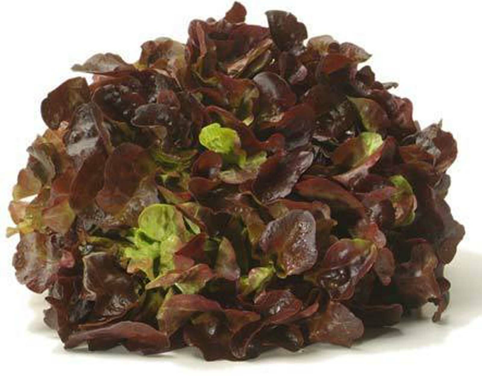 500 Graines de salade Laitue à couper FEUILLE DE CHENE ROUGE non ...