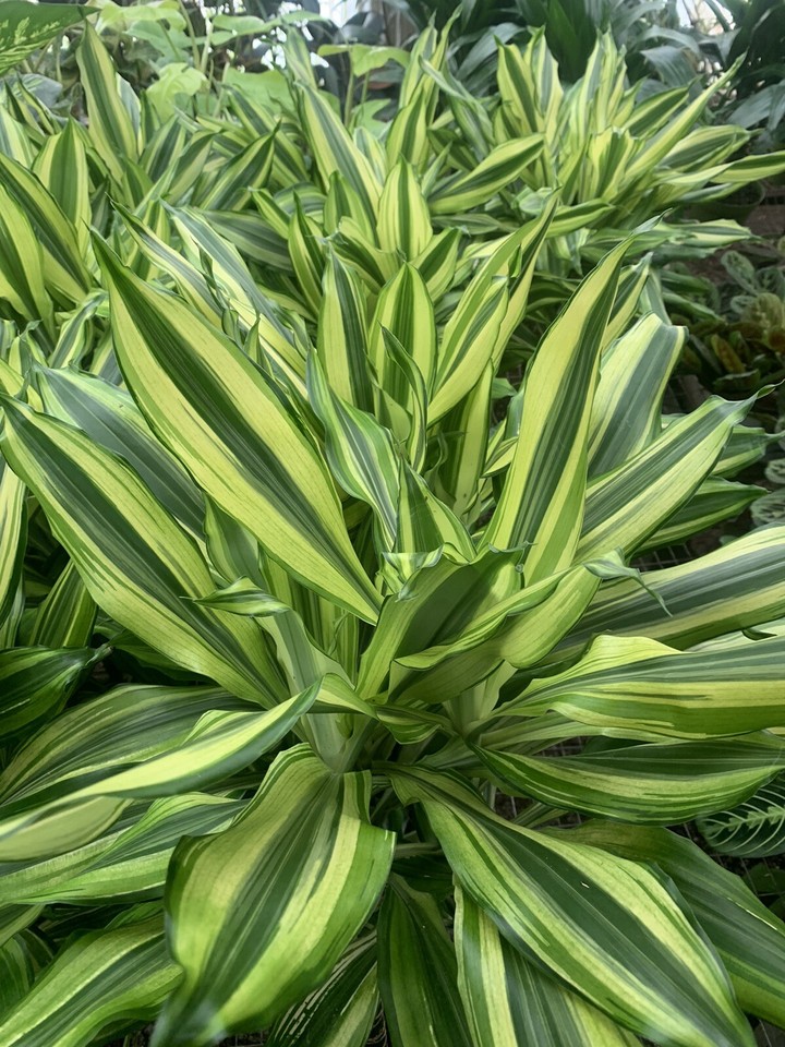 Dracaena Del Sol Plants 6inch Potted Live Plant -live Indoor Tropical ...