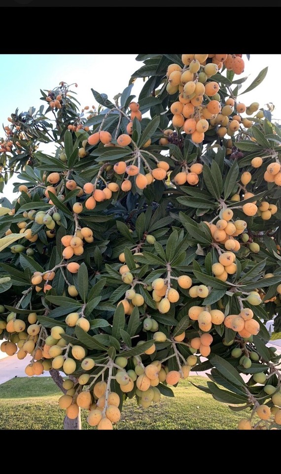 1 LOQUAT Tree from Seeds ORGANIC -NO POT- 6”+ FREE SHIPPING Ready To ...