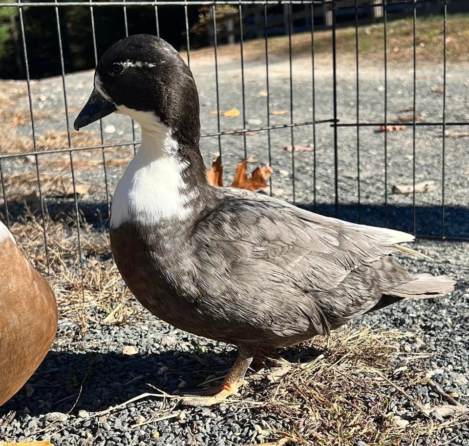One Dozen Call Duck Hatching Eggs Assorted Colors . | eBay