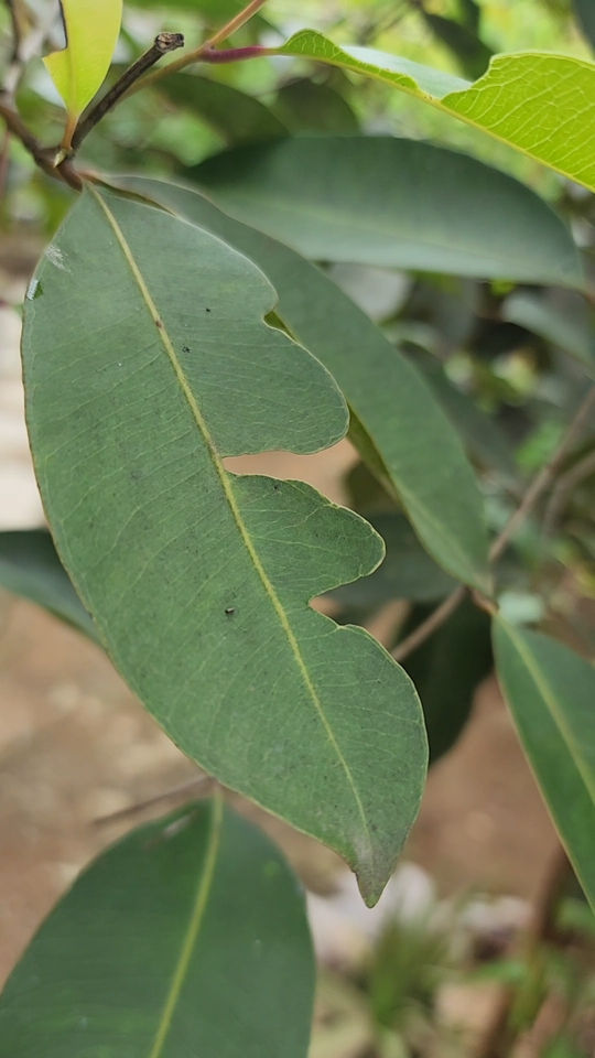 Syzygium Cumini Dried Jamun Leaves Java plum leaf Control Blood Sugar ...