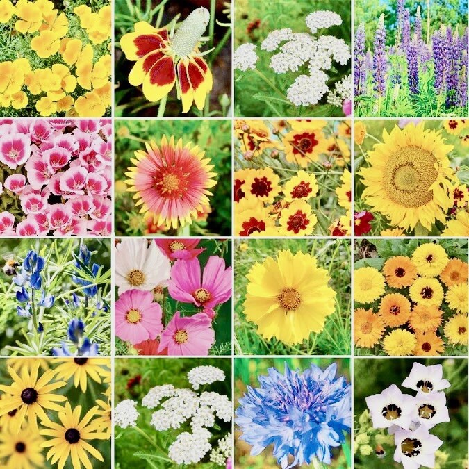 500++ Bird & Butterfly Wildflower Seed Mix | Attracts Butterflies ...