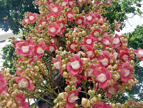 RARE 3ft Couroupita guianensis - Cannonball tree - Ayahuma FRAGRANT ...