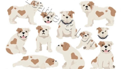 New English Bulldog White & Brown Design Vinyl Checkbook Cover Bull Dog ...