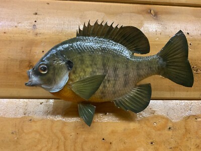 Taxidermy - Skin Mount Taxidermy Fish
