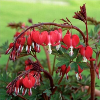 Dicentra spectabilis Valentine in 9cm pot Bleeding Heart | eBay UK