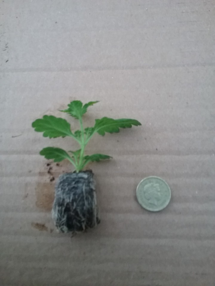 6 Trailing Variegated Nepeta Glechoma Hanging Basket Patio Plug Plants ...