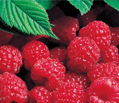 50+ Red Raspberry seeds, Non GMO, USA SELLER, Fast Shipping. | eBay
