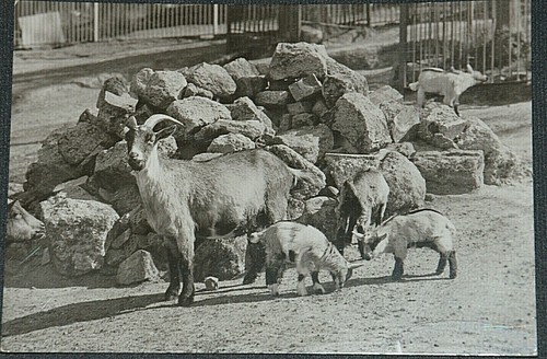 52314 AK Giardino Zoologico Di Schwerin Capre Nane | eBay