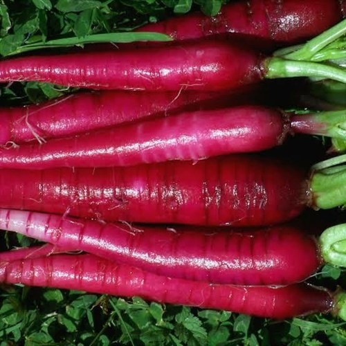 RADISH FIRE CANDLE 50/100/200 seeds Italian heirloom Any Time Grow ...