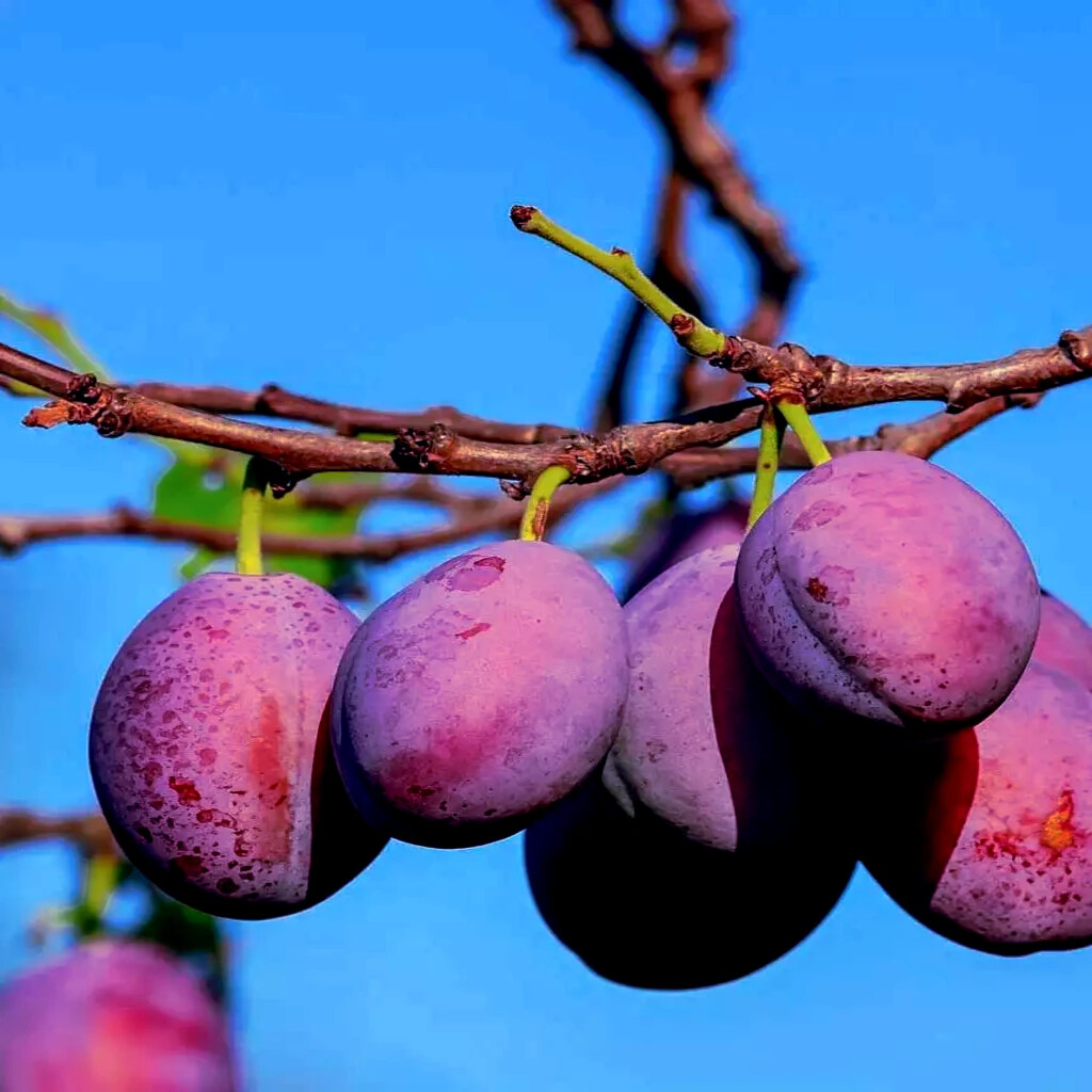 AMERICAN PLUM TREE SEEDS (Prunus americana) Fast Fruit Flower Plant ...